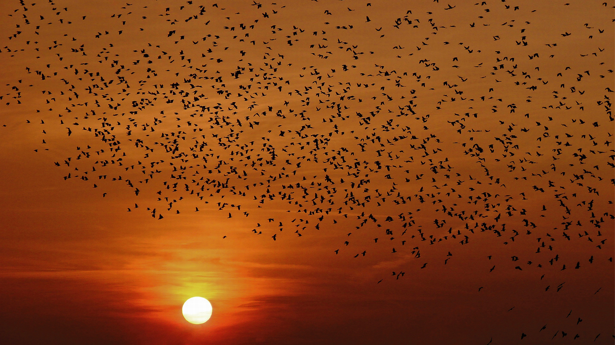 Crows in Sunset - AHF